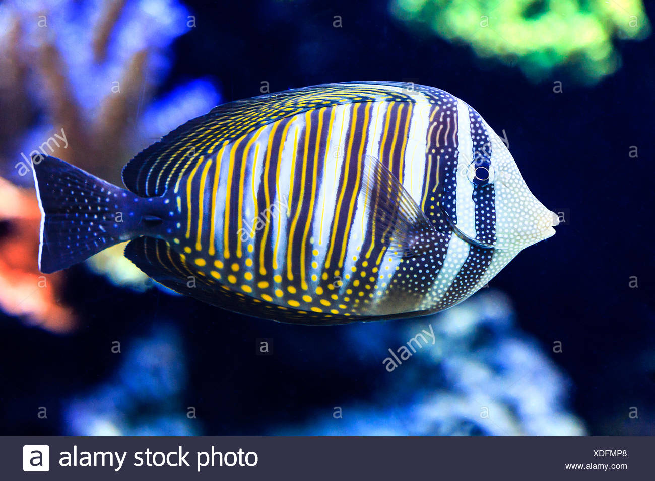 Desjardini Sailfin High Resolution Stock Photography and Images - Alamy