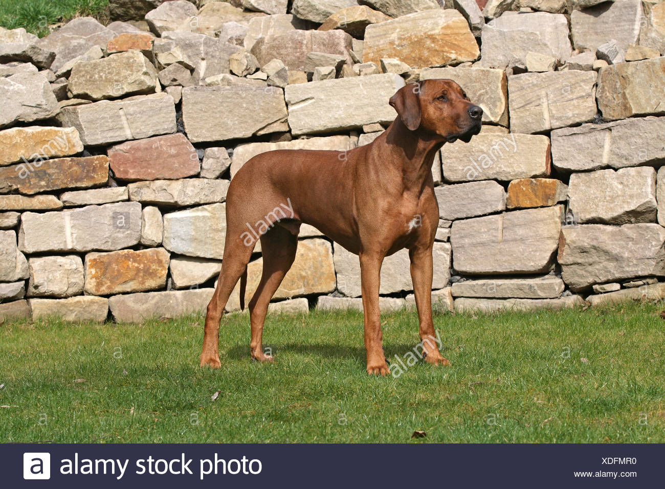 Rhodesian Front High Resolution Stock Photography and Images - Alamy