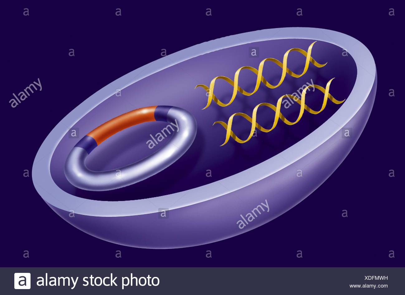 Plasmid Of Bacterial Dna High Resolution Stock Photography and Images ...