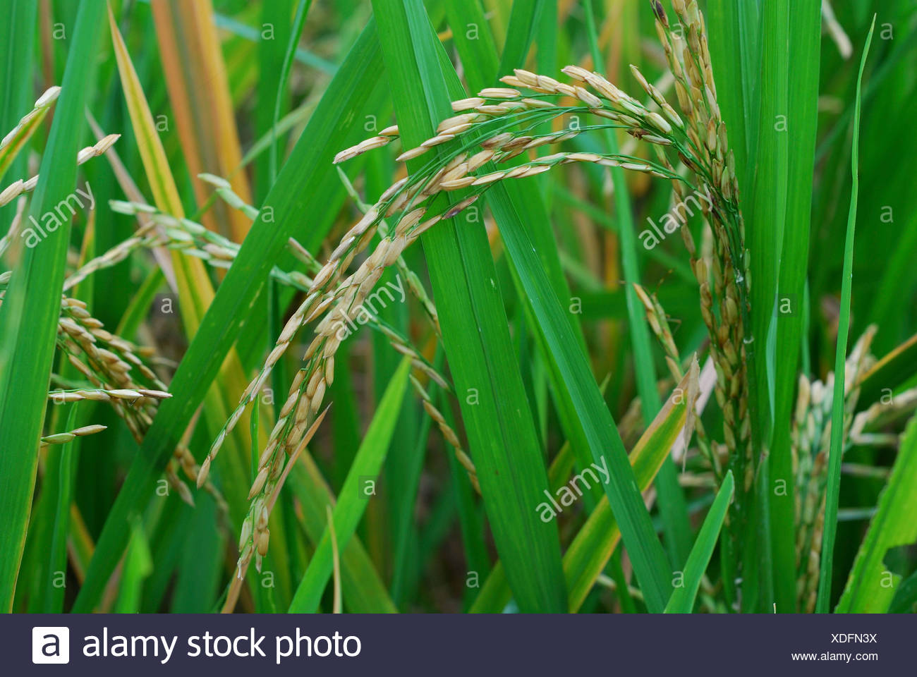 Oryza Sativa High Resolution Stock Photography and Images - Alamy