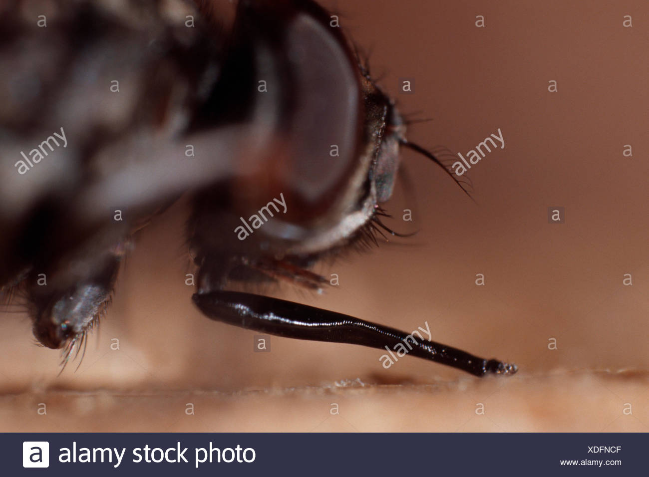 Biting Flies Stock Photos & Biting Flies Stock Images - Alamy