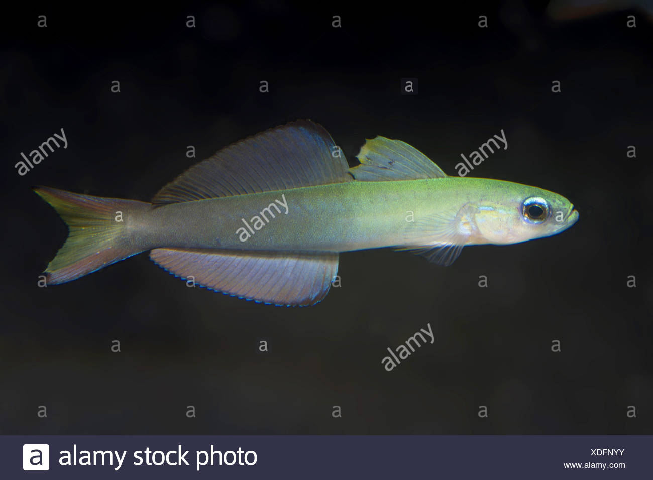 Dartfishes High Resolution Stock Photography and Images - Alamy