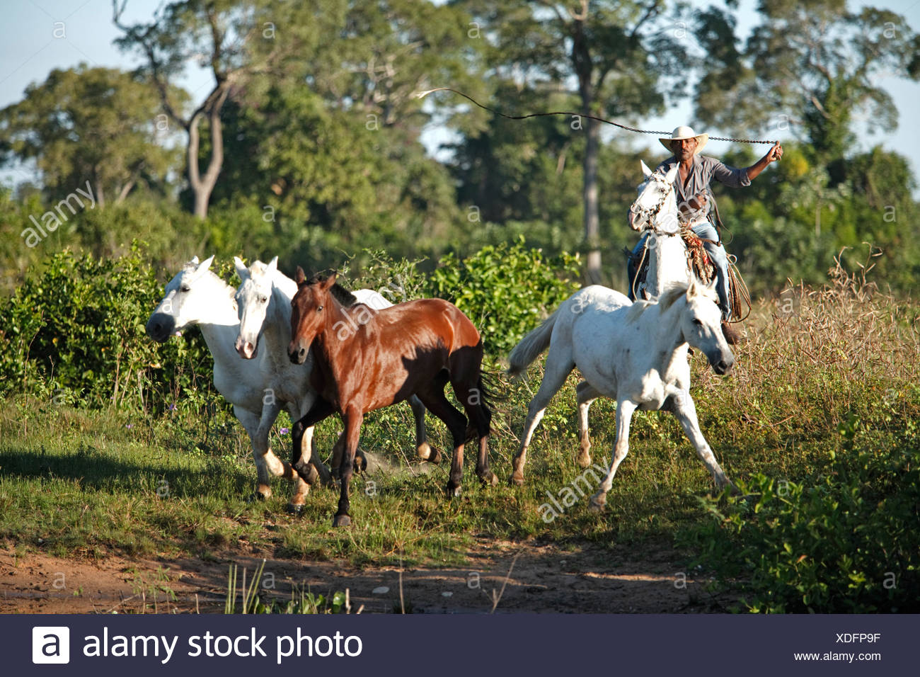 Cowboy Rounding Up Horses High Resolution Stock Photography and Images ...