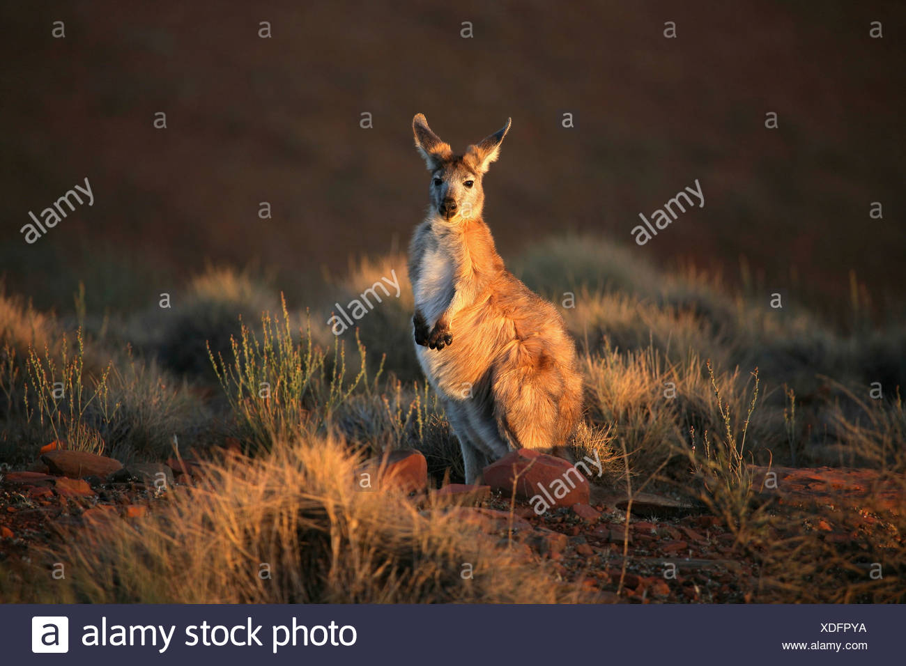 Flinders Ranges Wildlife High Resolution Stock Photography and Images ...