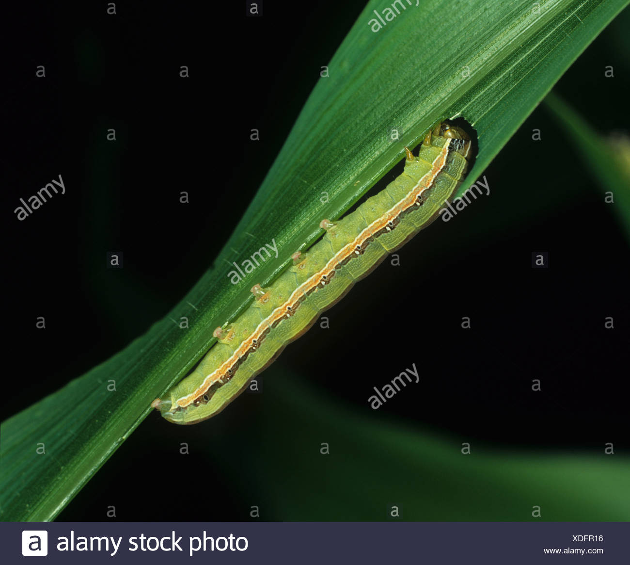 Armyworm Larva Stock Photos & Armyworm Larva Stock Images - Alamy