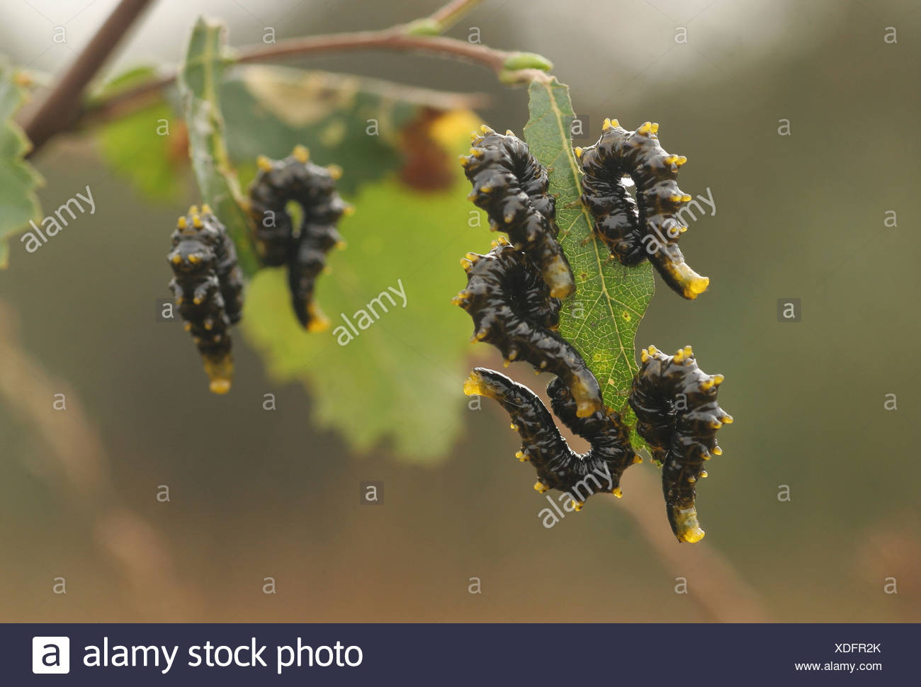 Birch Sawfly Stock Photos & Birch Sawfly Stock Images - Alamy