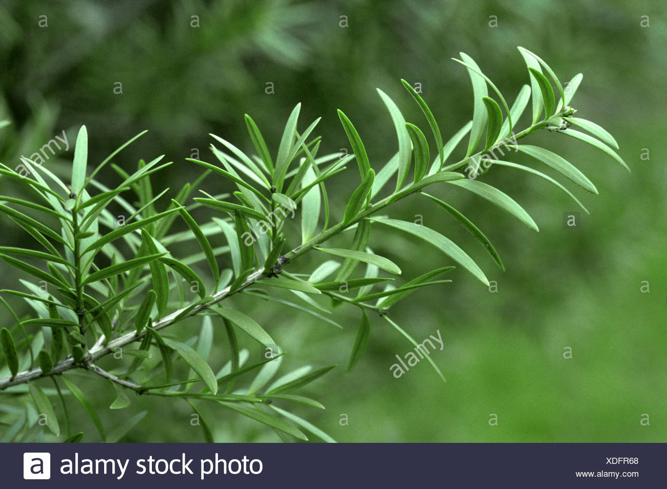 Podocarpus Totara High Resolution Stock Photography and Images - Alamy