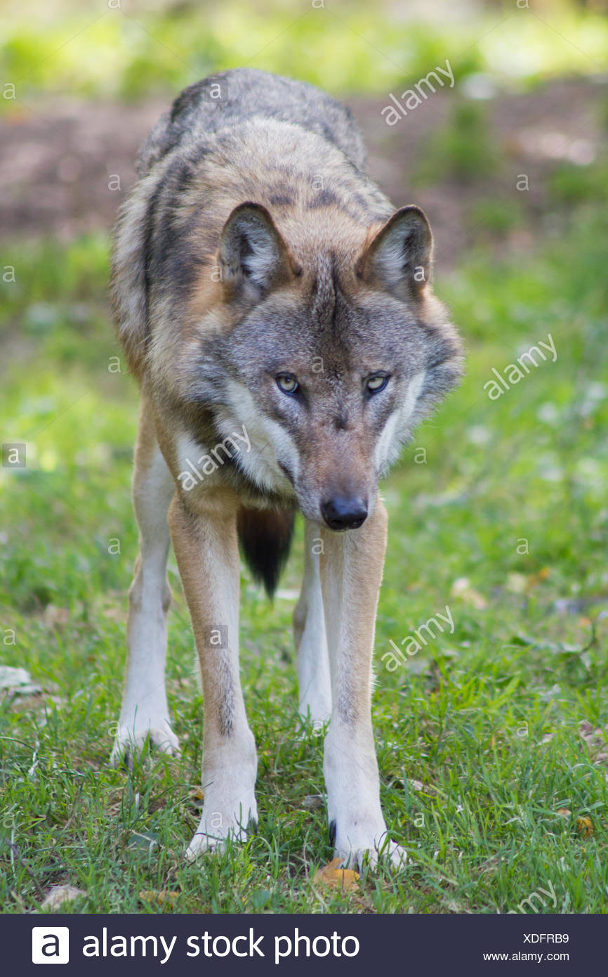 Canadian Timber Wolf Stock Photos & Canadian Timber Wolf Stock Images ...