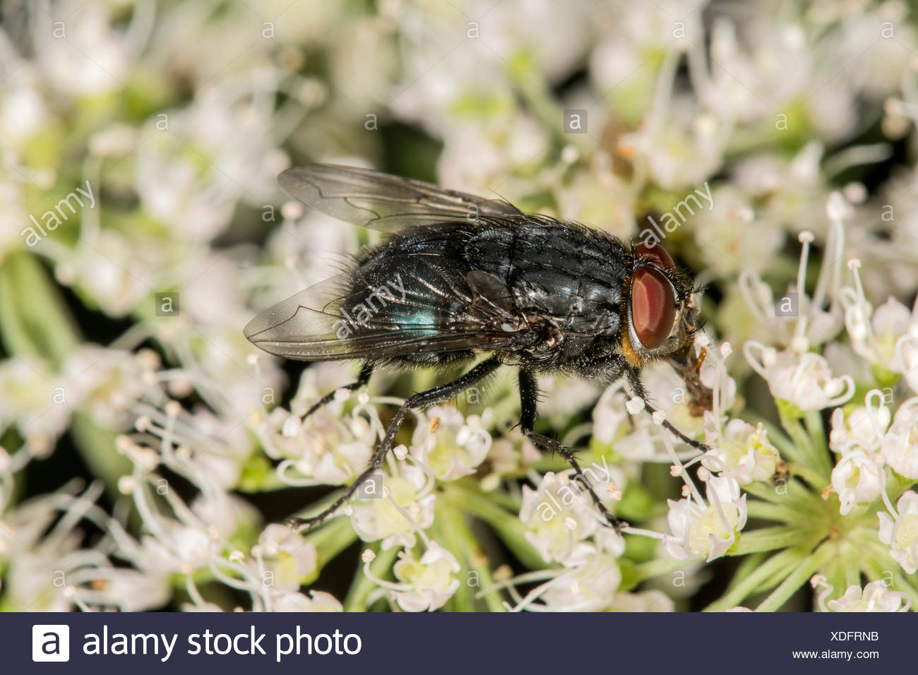 Calliphora Vomitoria High Resolution Stock Photography and Images - Alamy