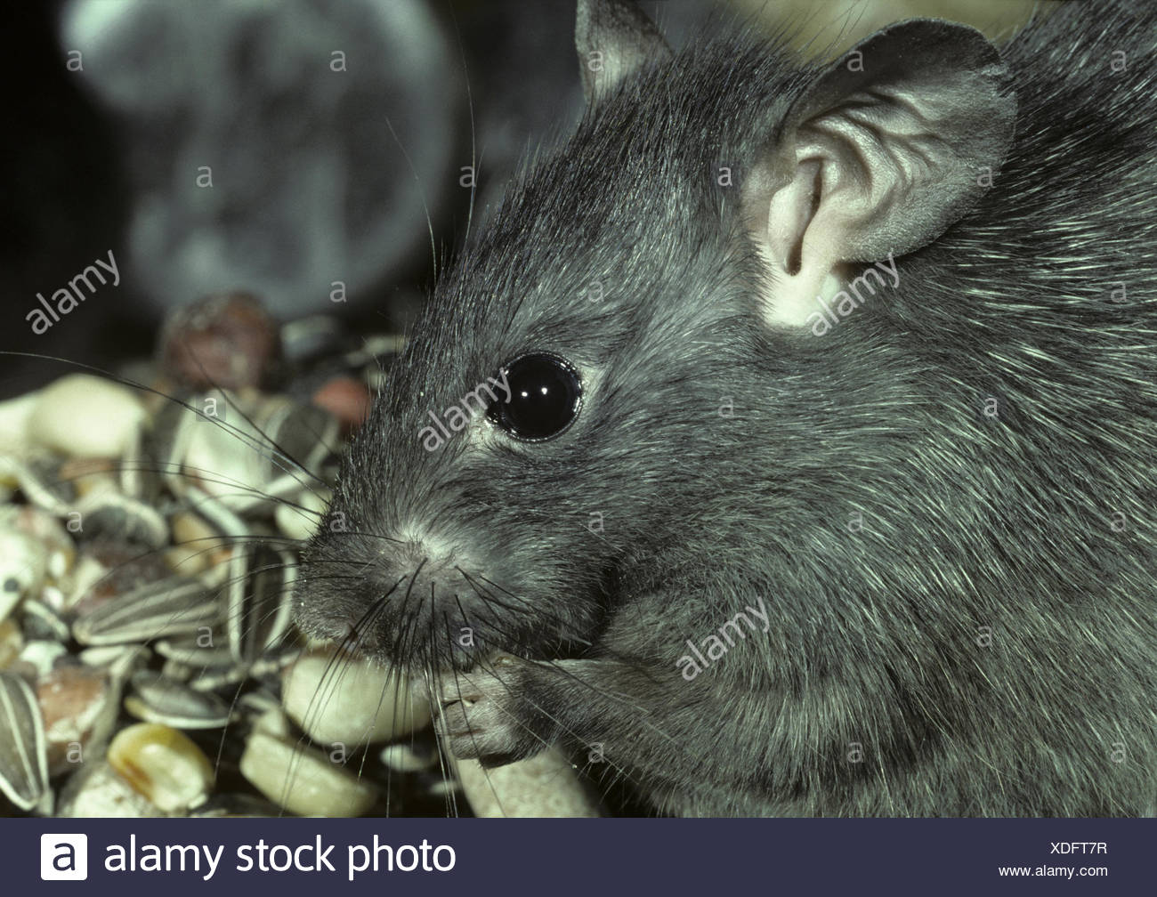 Rattus Rattus High Resolution Stock Photography and Images - Alamy