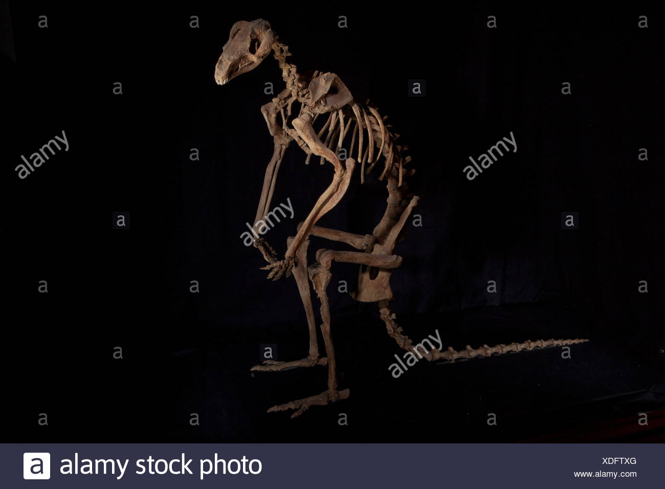 Pleistocene Megafauna Stock Photos & Pleistocene Megafauna Stock Images ...