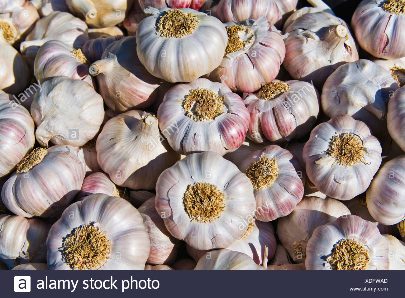 Allium Sativum Plant Plants High Resolution Stock Photography and ...