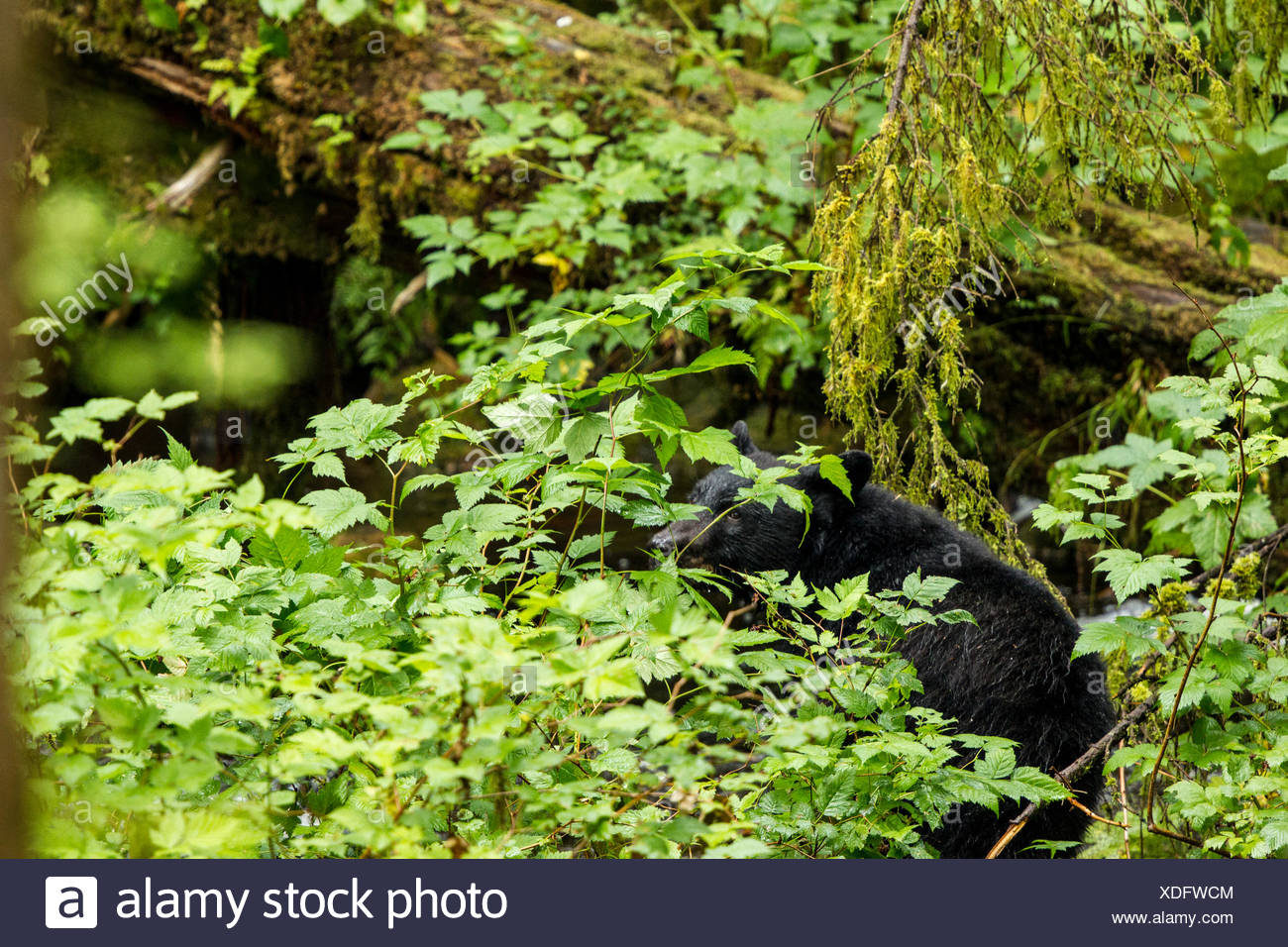 Black Bear Walking High Resolution Stock Photography and Images - Alamy