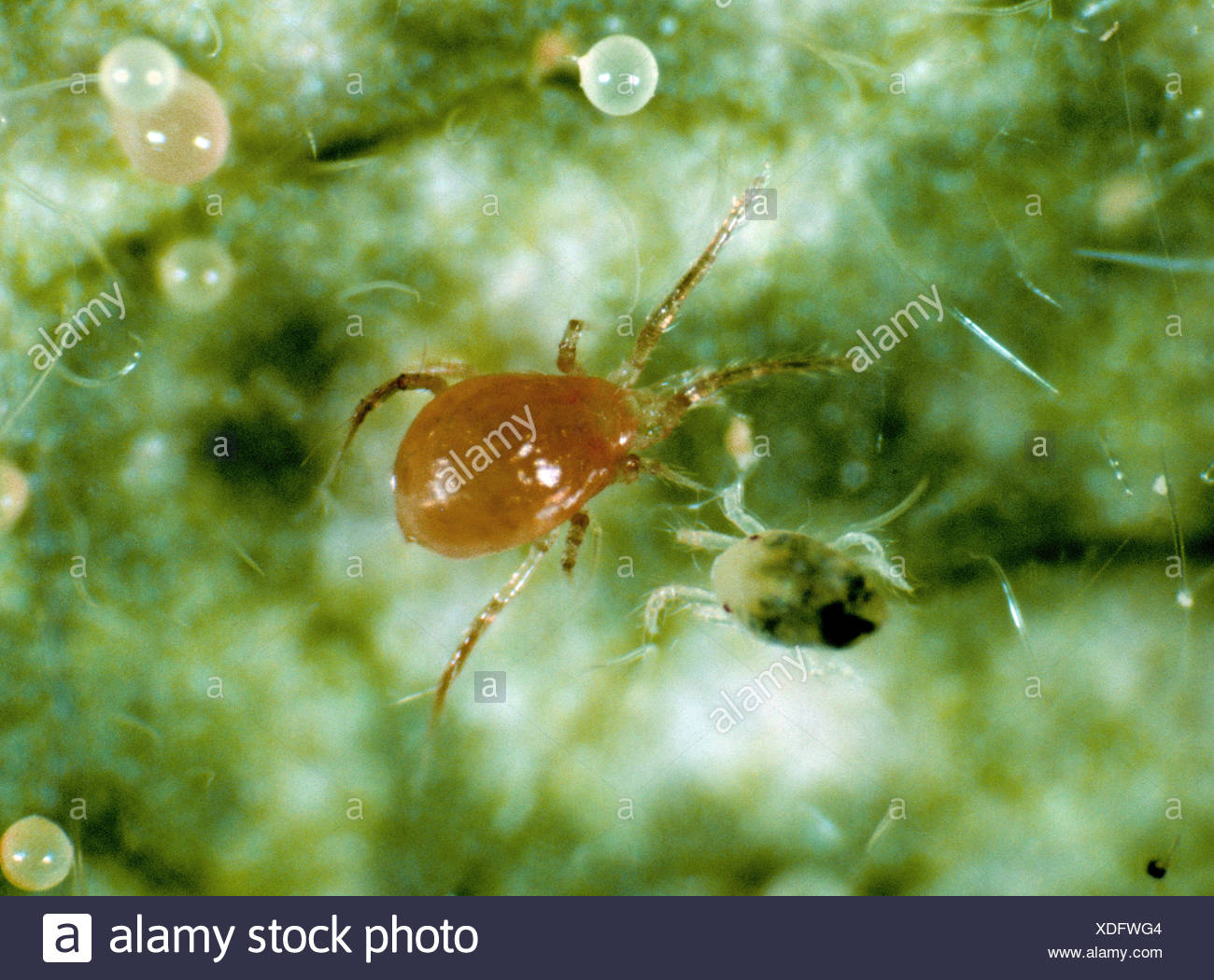 Predatory Mite High Resolution Stock Photography and Images - Alamy