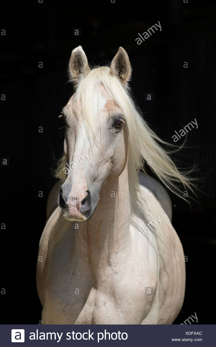 Criollo High Resolution Stock Photography and Images - Alamy