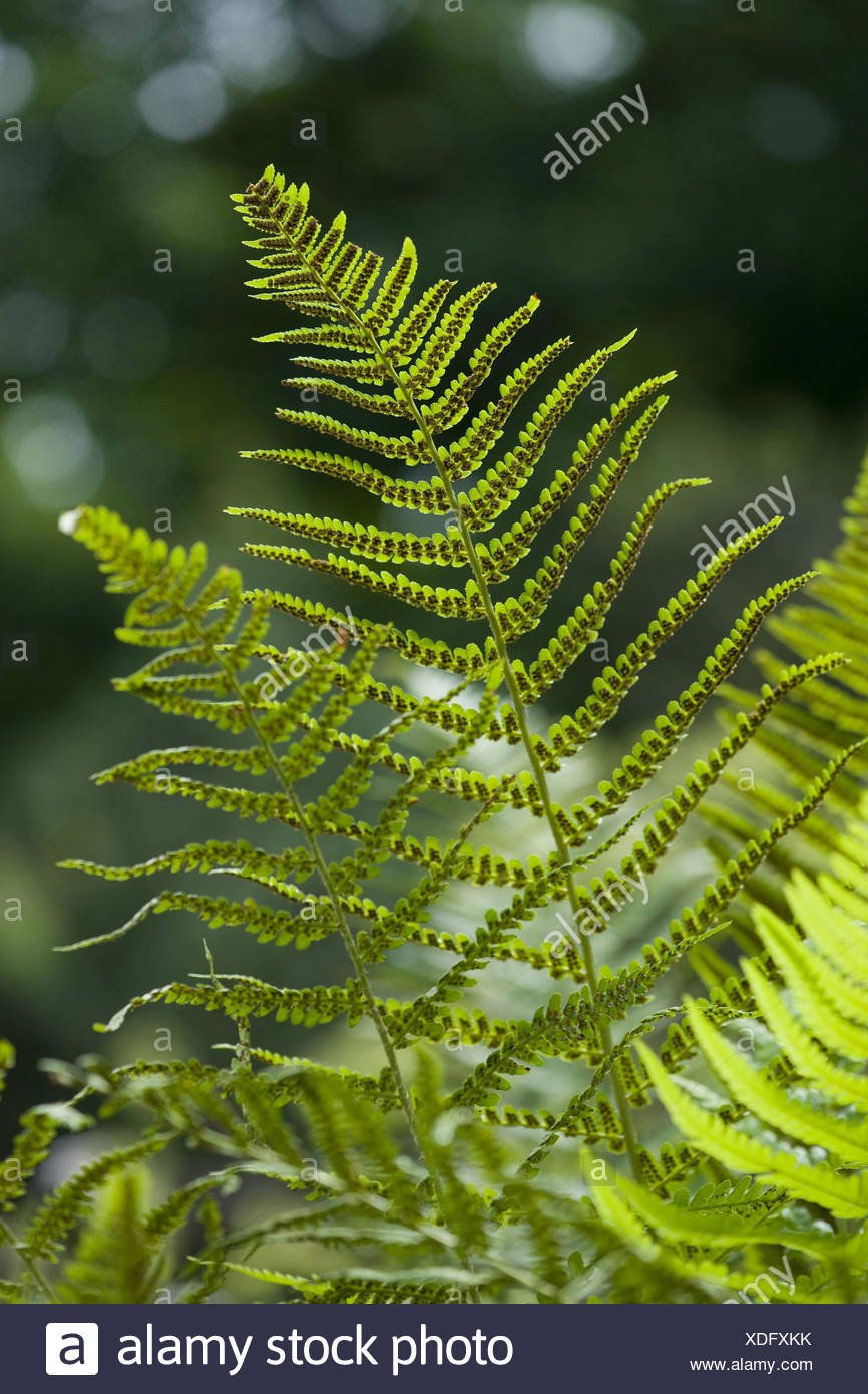 Polypodiales High Resolution Stock Photography and Images - Alamy