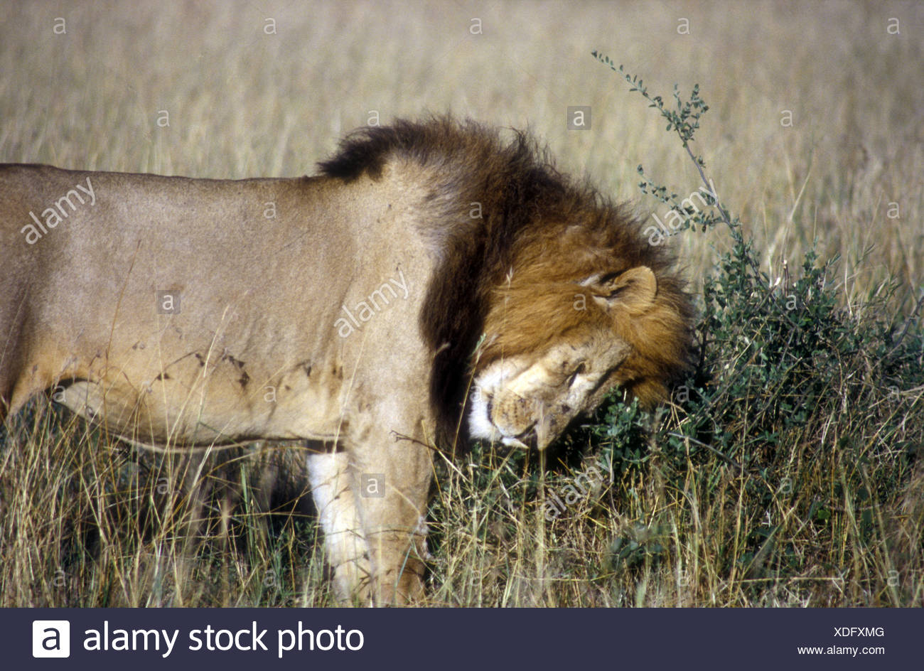 Lion Mark Territory High Resolution Stock Photography and Images - Alamy