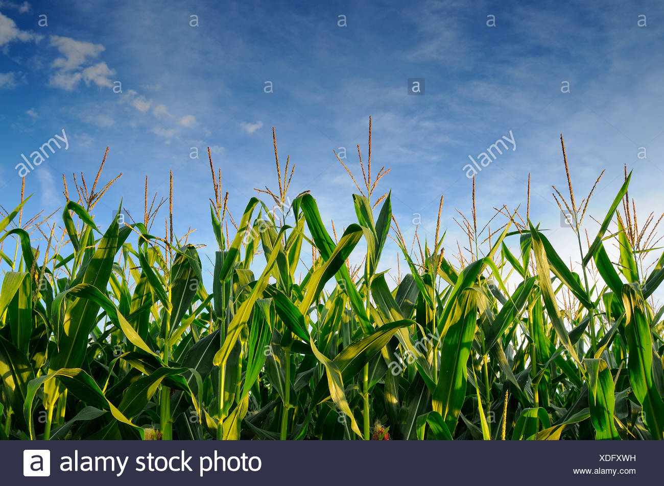 Corn Field At High Resolution Stock Photography and Images - Alamy