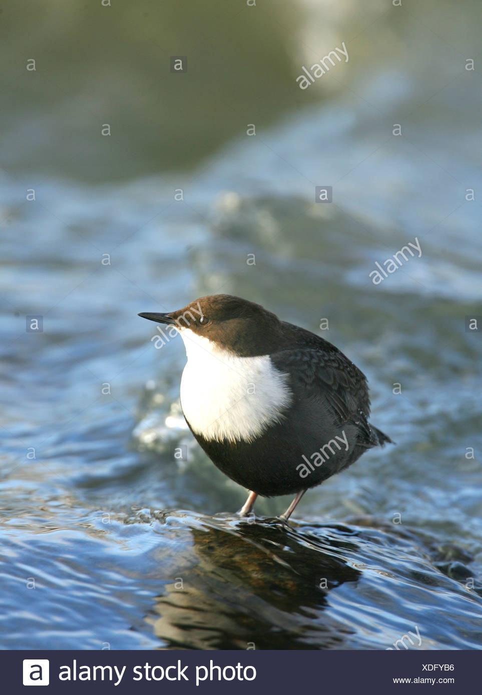 Dipper Bird Stock Photos & Dipper Bird Stock Images - Alamy