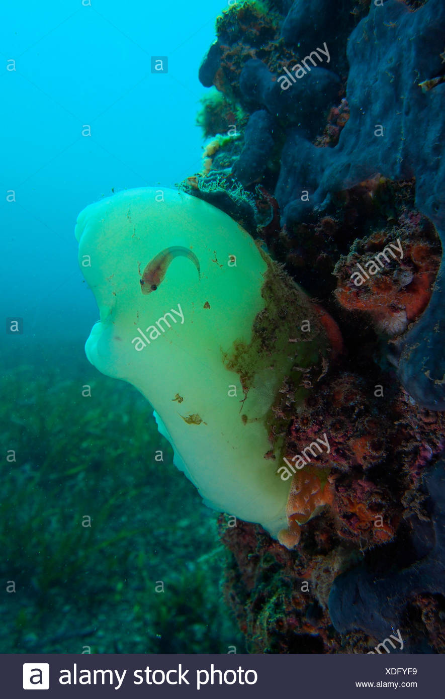 Ascidiacea Stock Photos & Ascidiacea Stock Images - Alamy