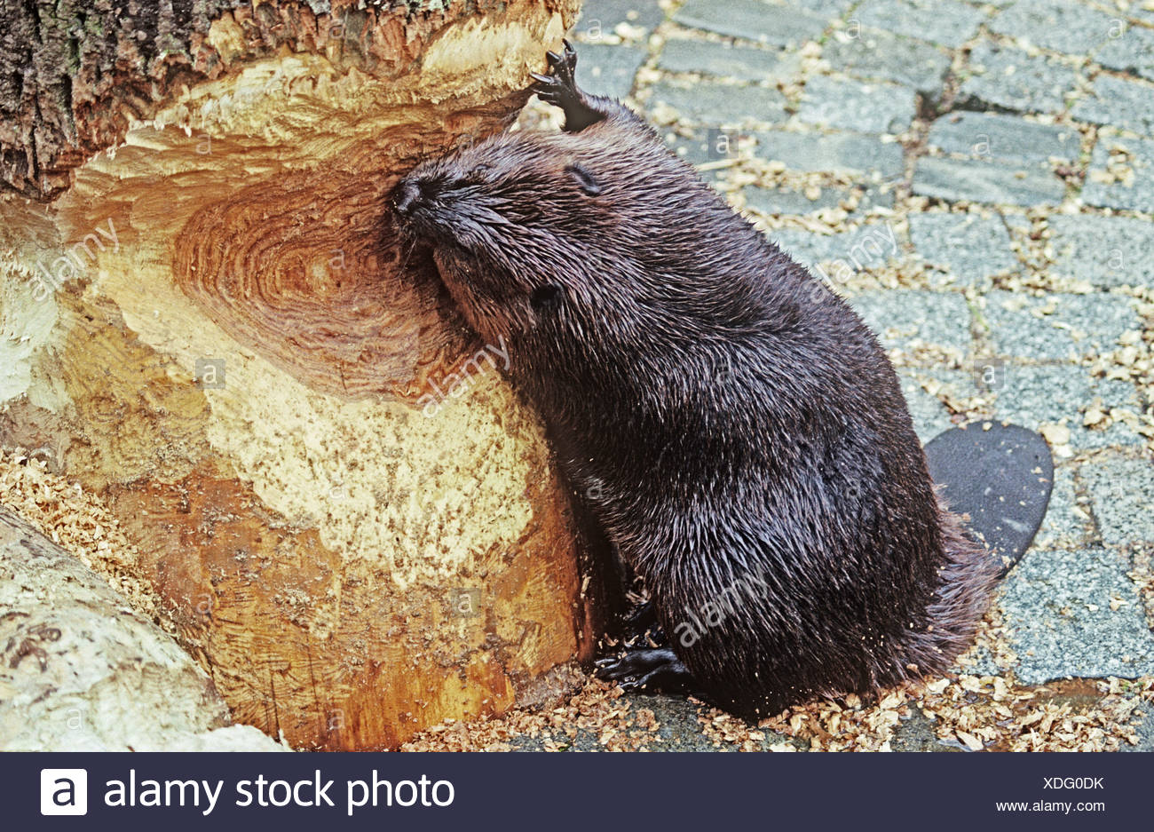 Beaver Felling Tree Stock Photos & Beaver Felling Tree Stock Images - Alamy