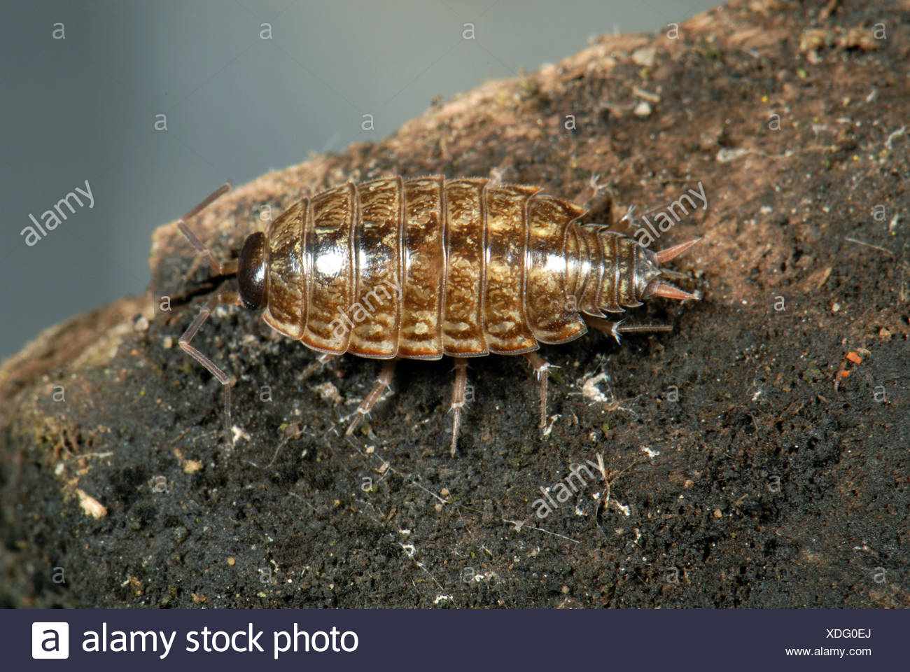 Woodlouse High Resolution Stock Photography and Images - Alamy