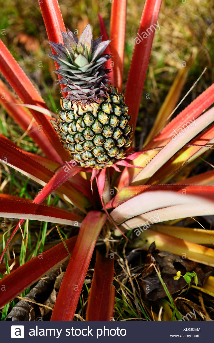 Papua New Guinea Culture High Resolution Stock Photography and Images ...