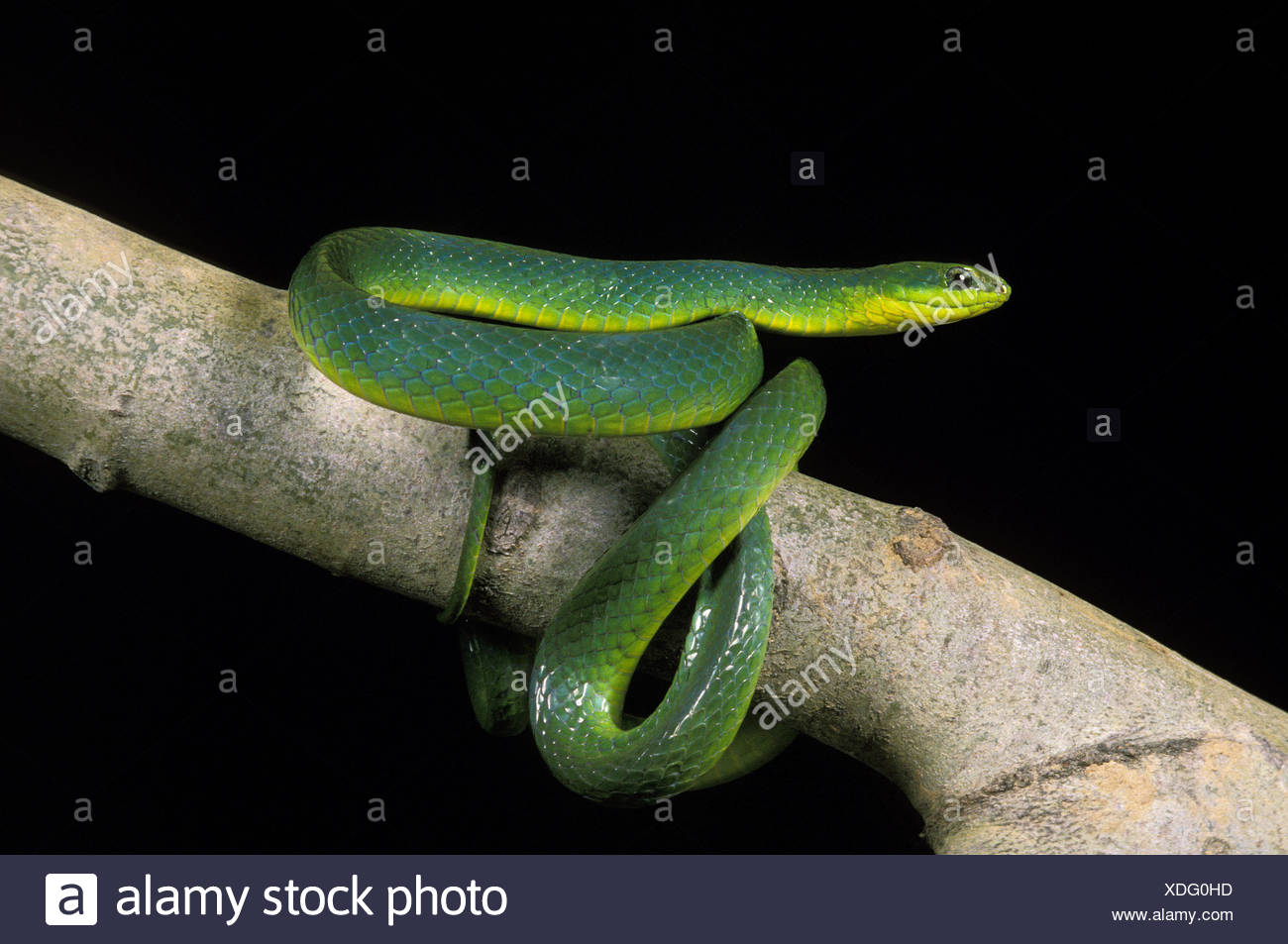 Black Snakes High Resolution Stock Photography and Images - Alamy