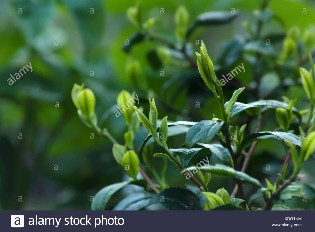 Camellia Sinensis (tea) Plant High Resolution Stock Photography and ...