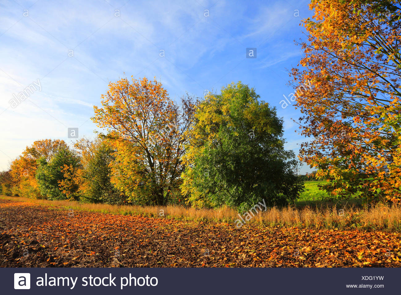 Hedge Field Boundaries High Resolution Stock Photography and Images - Alamy