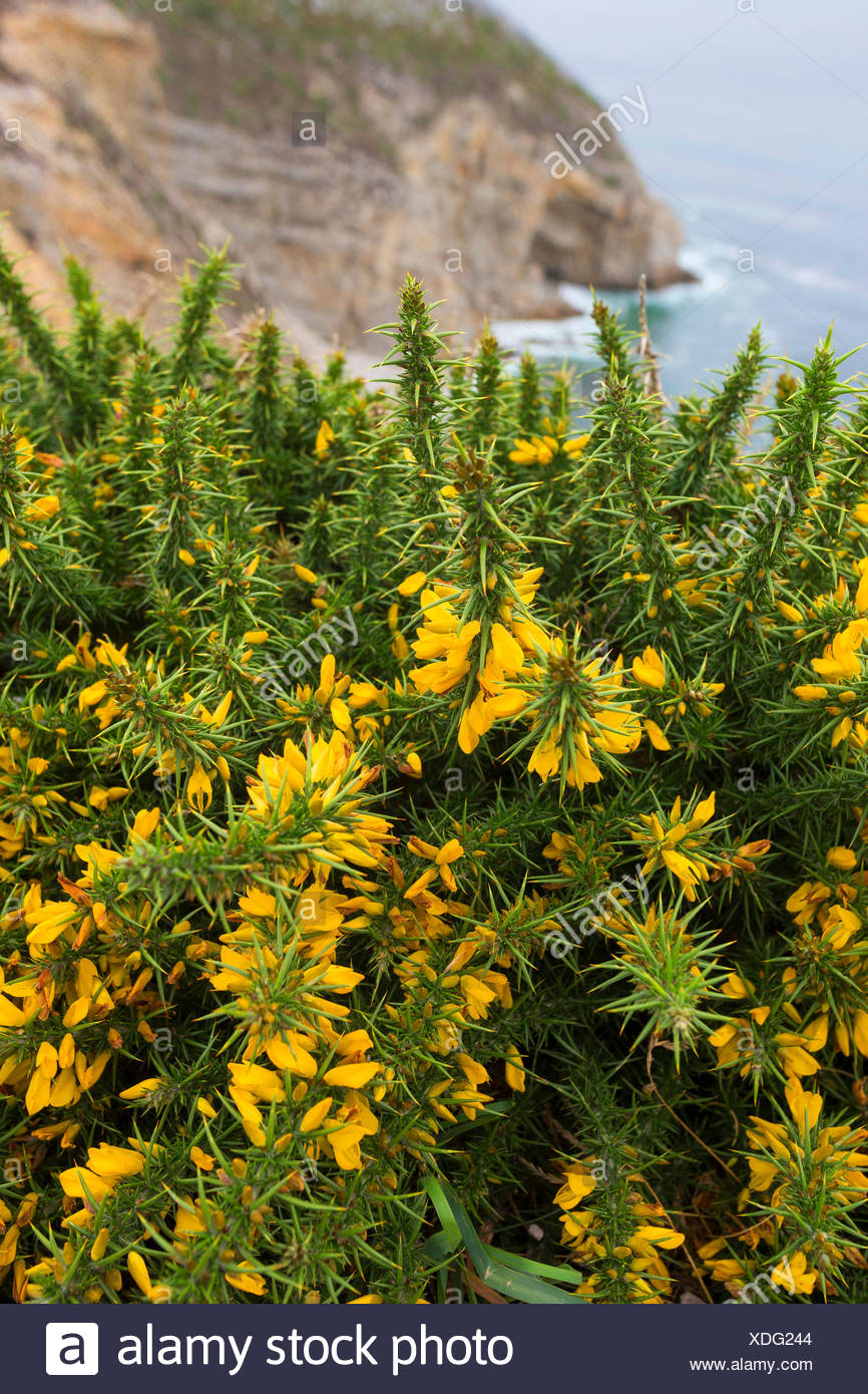 Western Gorse High Resolution Stock Photography and Images - Alamy
