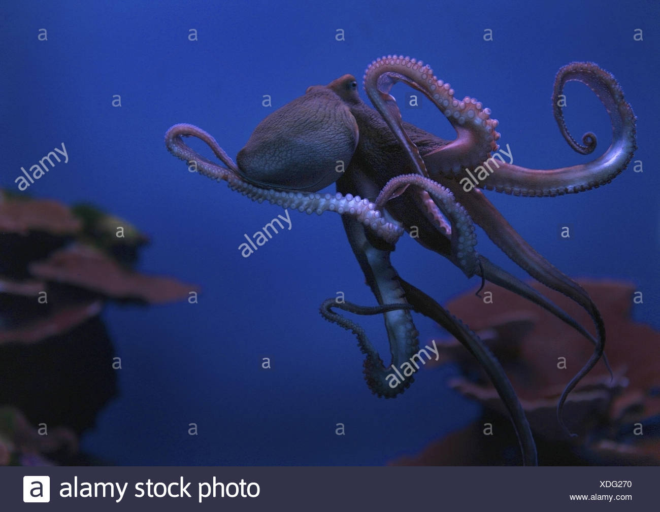 Underwater Common Octopus High Resolution Stock Photography and Images ...