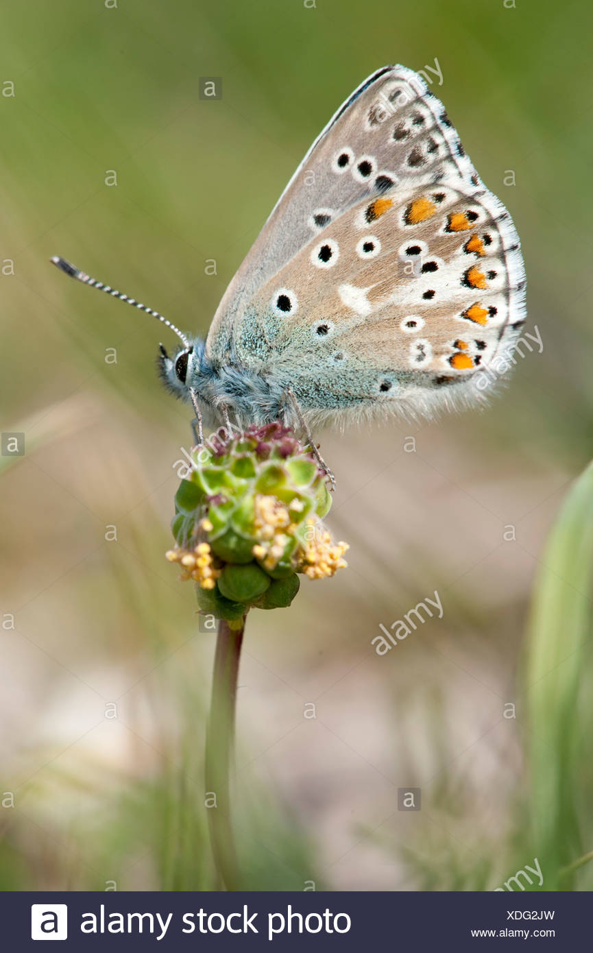 Adonis Blue Butterfly Uk Stock Photos & Adonis Blue Butterfly Uk Stock ...
