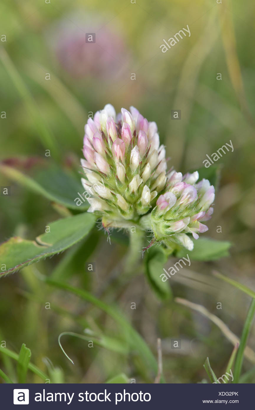Hairy Clover High Resolution Stock Photography and Images - Alamy