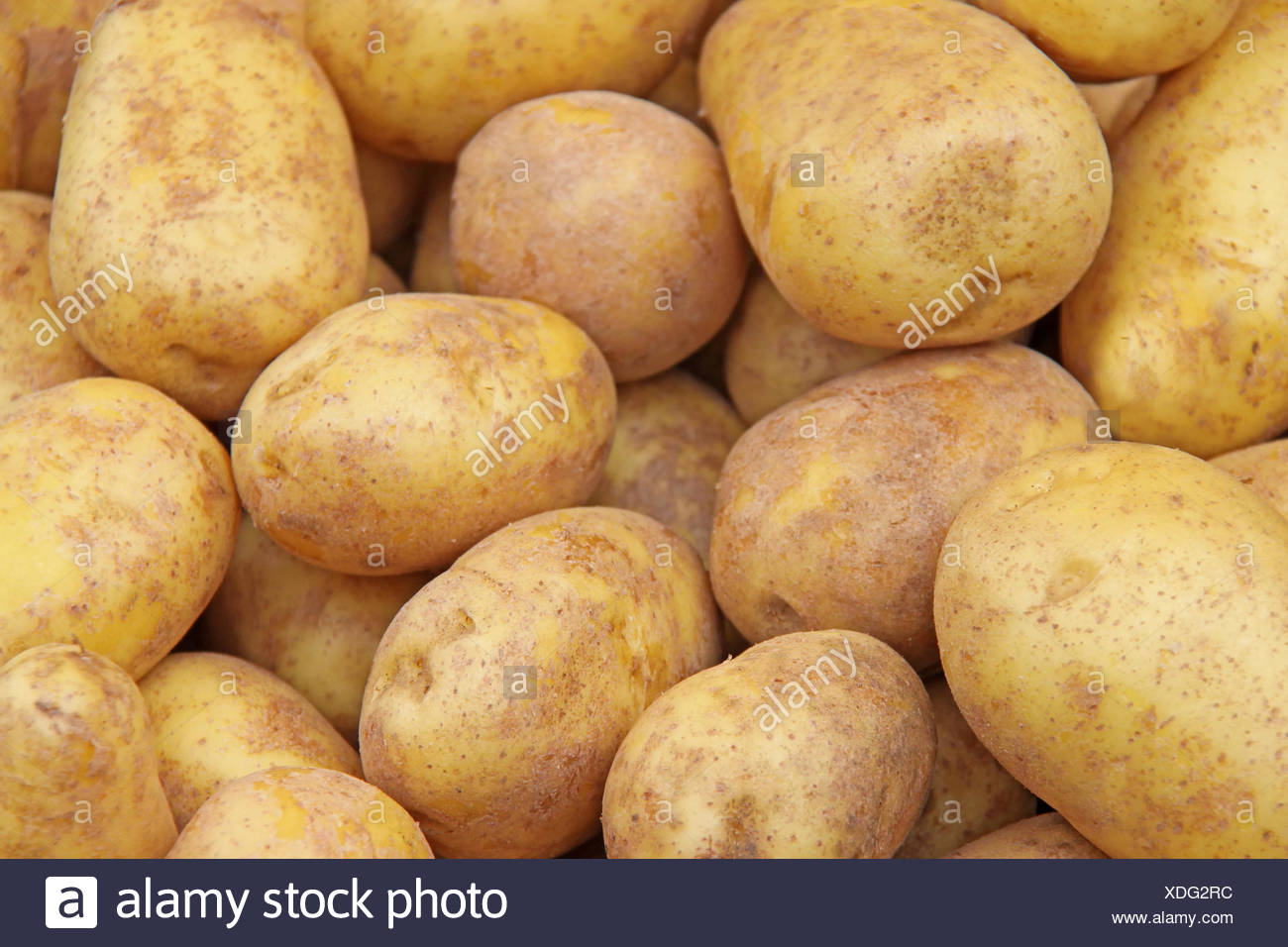 Kartoffelzuchtung High Resolution Stock Photography and Images - Alamy