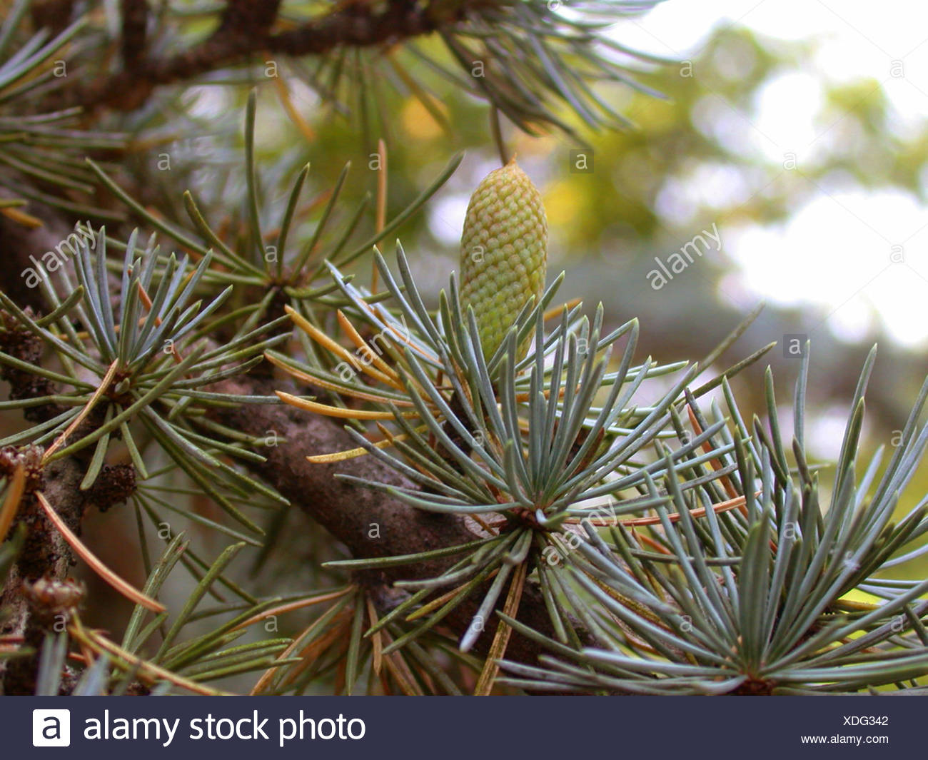 Cedrus Atlantica Cone High Resolution Stock Photography and Images - Alamy