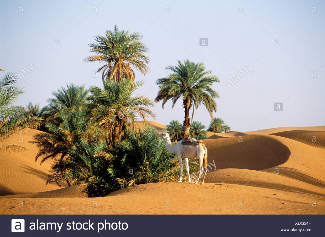 Timimoun Oasis High Resolution Stock Photography and Images - Alamy