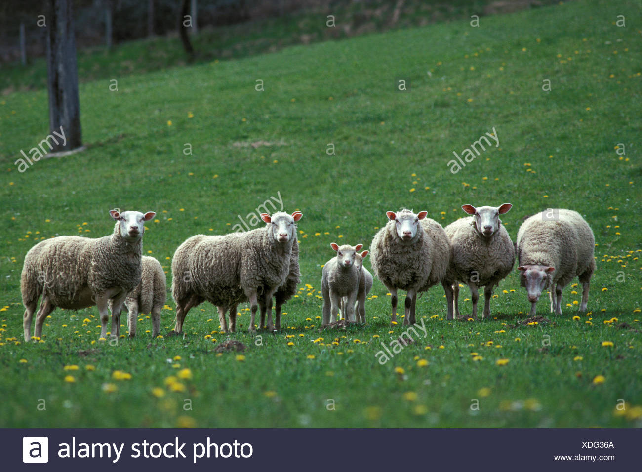 Berrichon Sheep High Resolution Stock Photography and Images - Alamy