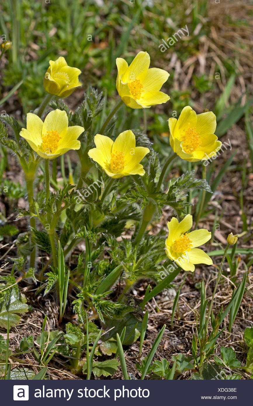 Pulsatilla Alpina Ssp Alpina High Resolution Stock Photography and ...
