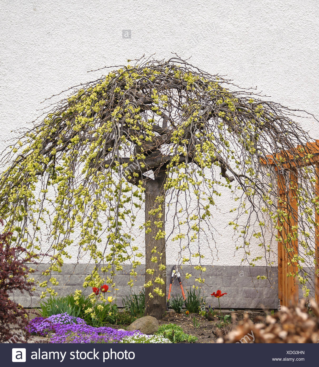 Elm Blossoms High Resolution Stock Photography and Images - Alamy