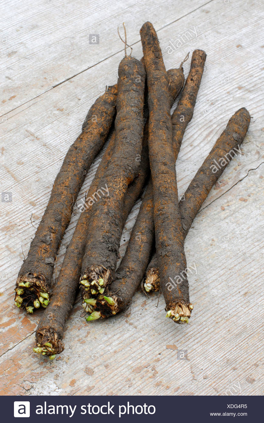 Salsify Stock Photos & Salsify Stock Images - Alamy