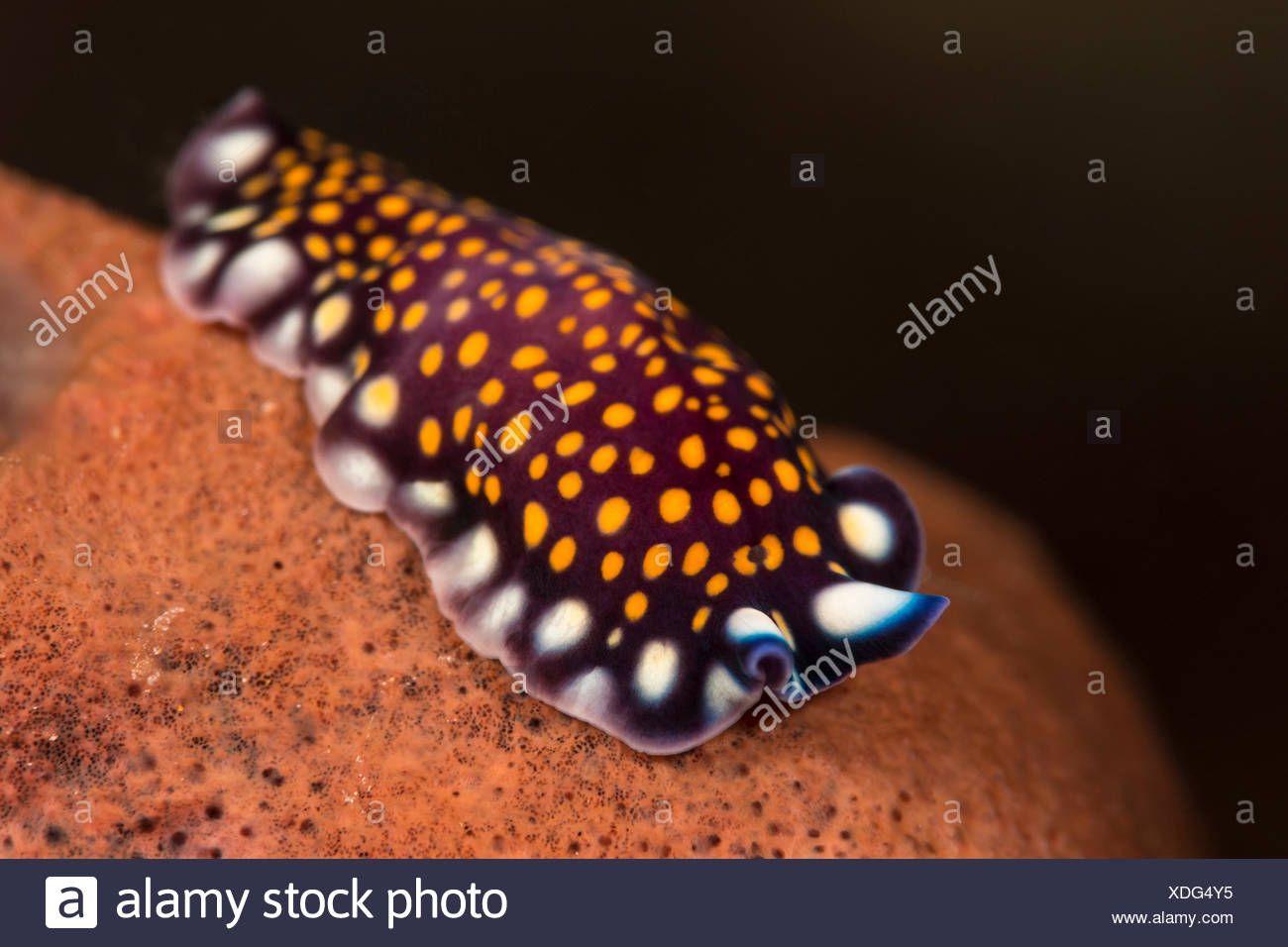 Planaria Worm High Resolution Stock Photography and Images - Alamy