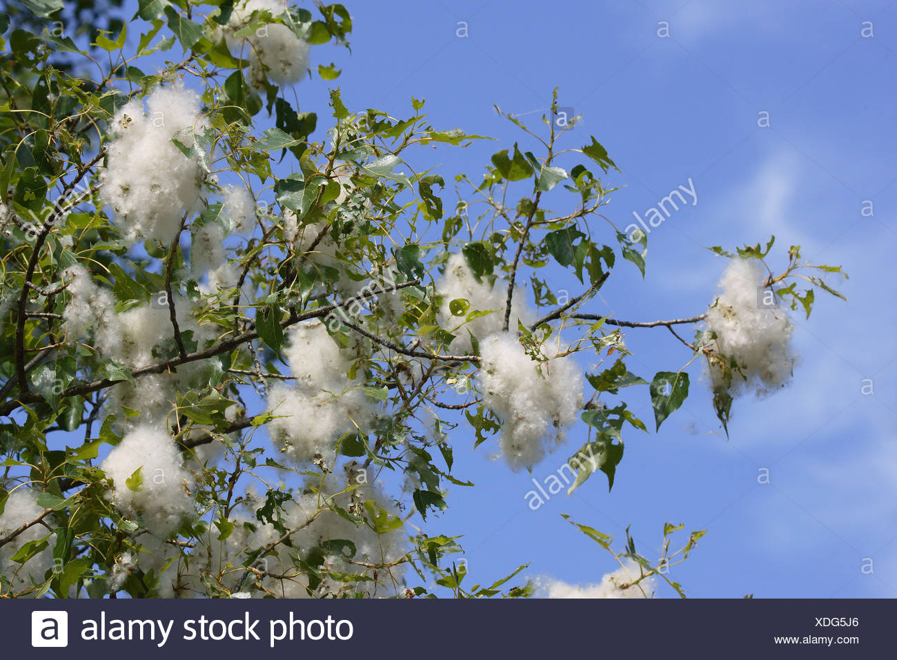 Poplar Seeds High Resolution Stock Photography and Images - Alamy