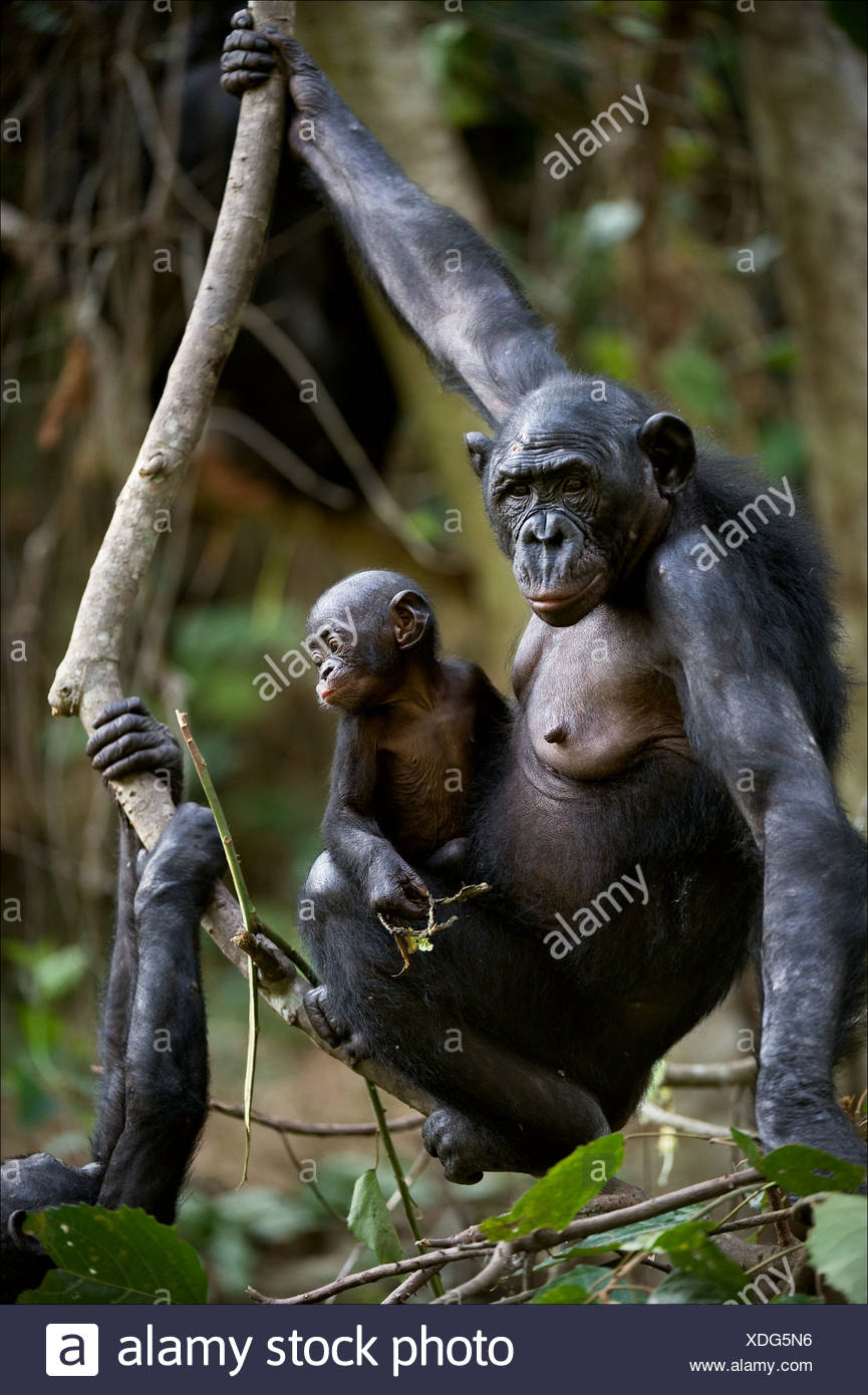 Mother And Child Bonobo High Resolution Stock Photography and Images ...