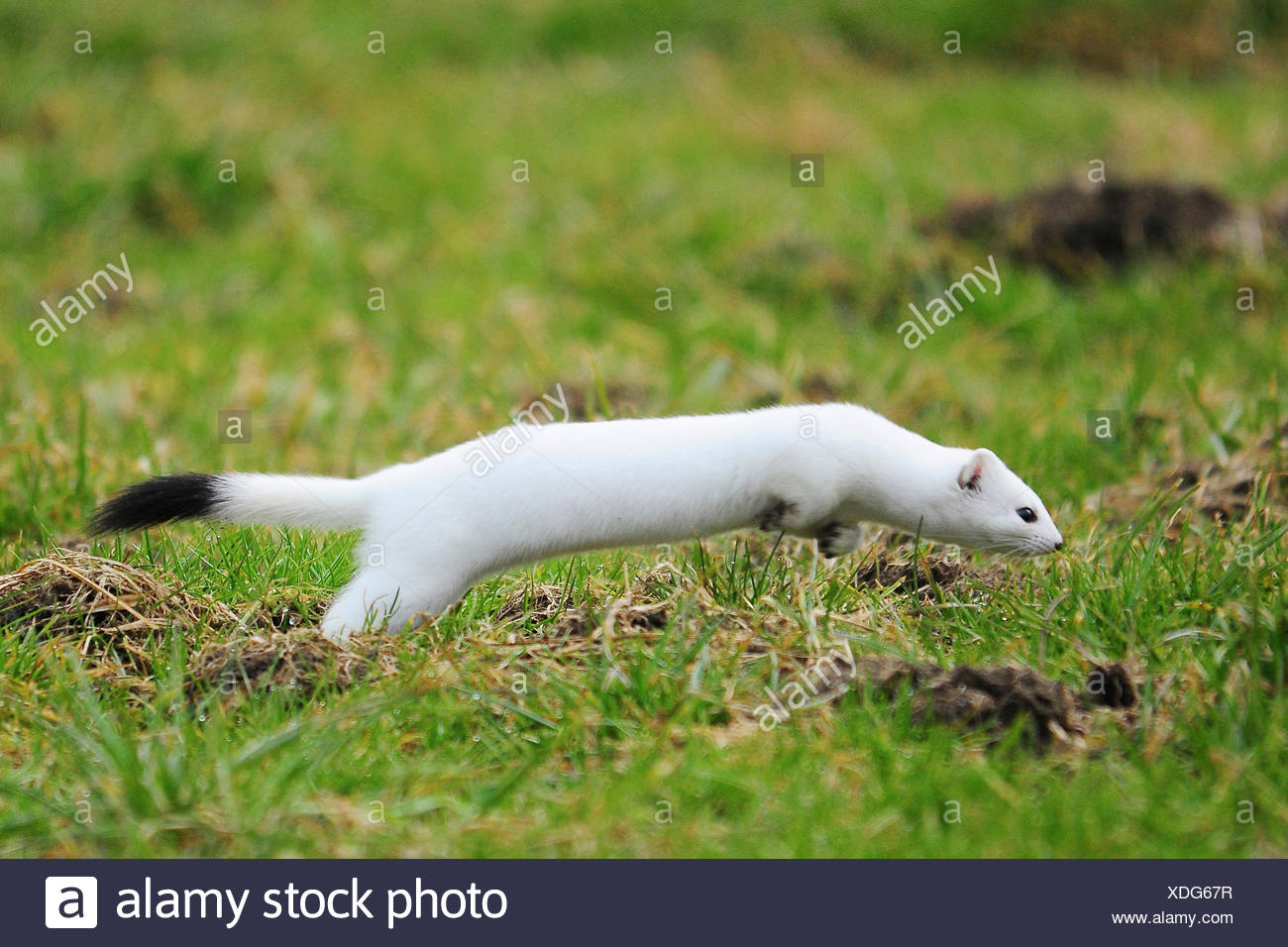 Prey For Stoats High Resolution Stock Photography and Images - Alamy