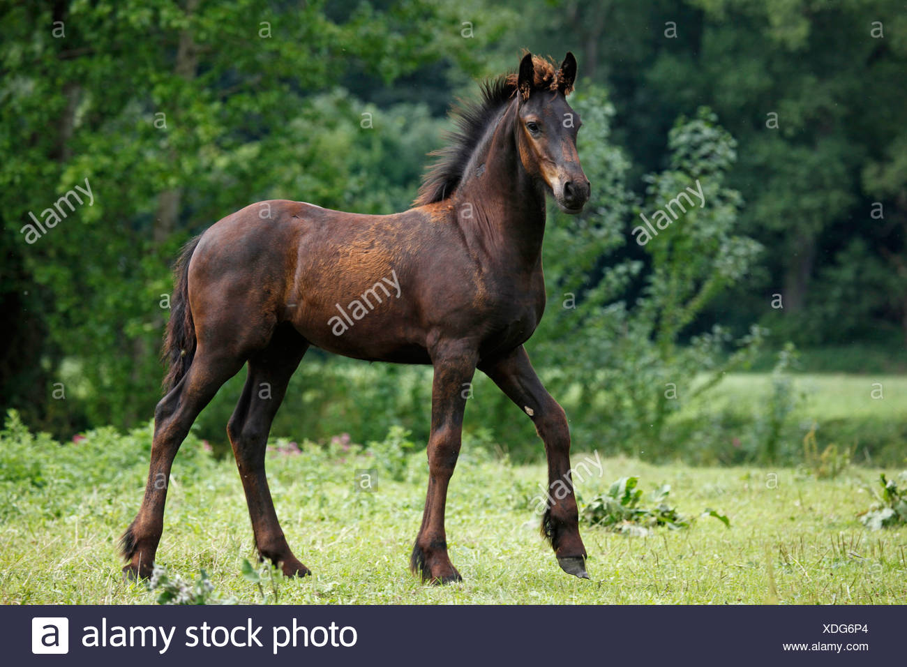 Friese Horse Stock Photos & Friese Horse Stock Images - Alamy