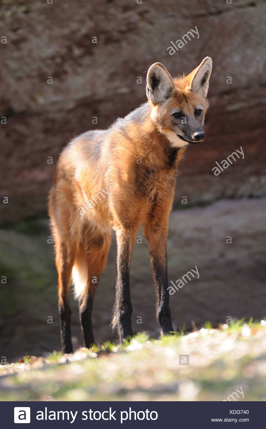 Maned Wolf Stock Photos & Maned Wolf Stock Images - Alamy