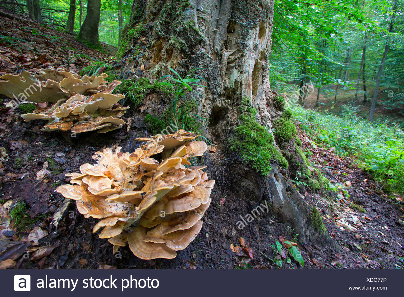 Polypore Mushroom High Resolution Stock Photography and Images - Alamy