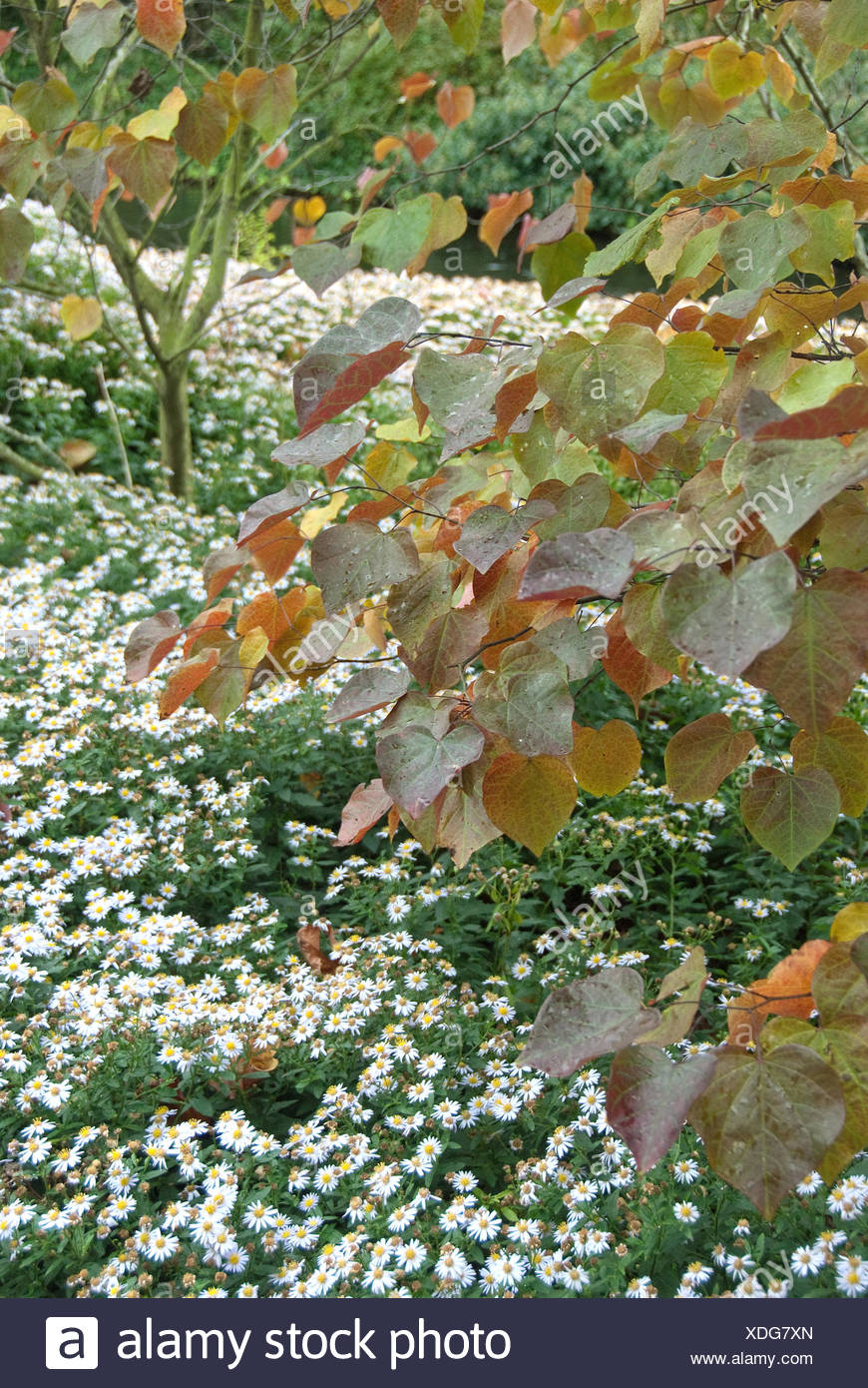 Cercis Autumn Leaves High Resolution Stock Photography and Images - Alamy