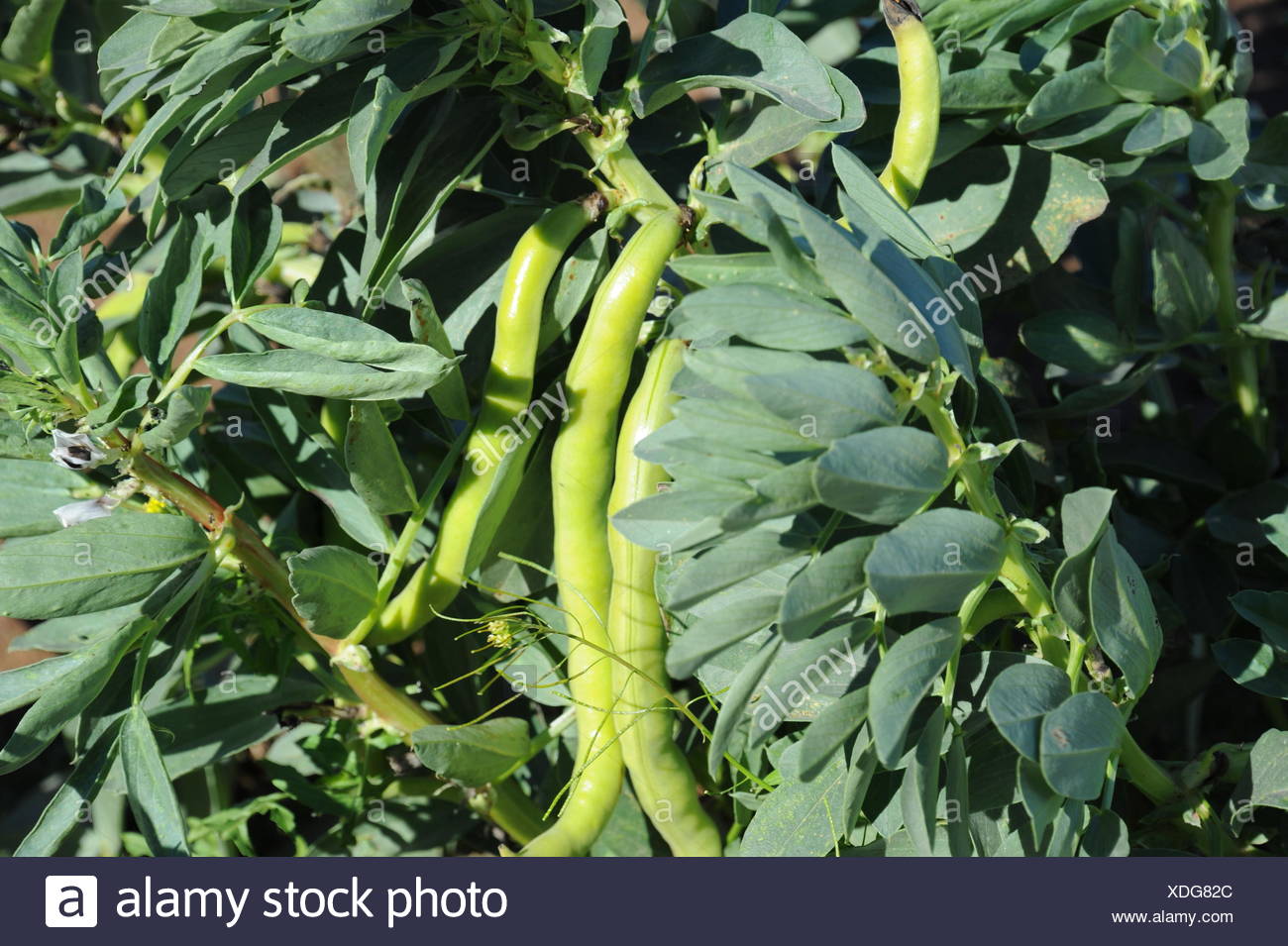 Grune Bohnen High Resolution Stock Photography and Images - Alamy